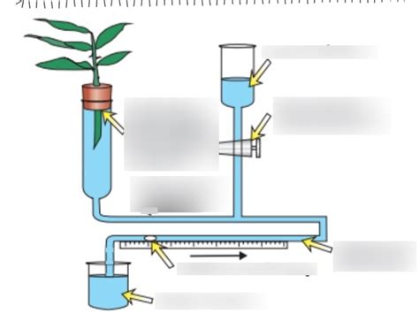 Simple Potometer Set Up