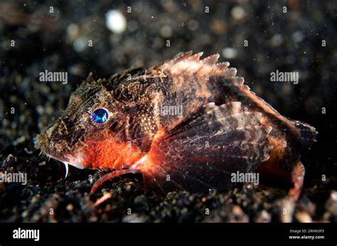 Blue Eyed Stingfish Minous Trachycephalus On Sand Retak Larry Dive