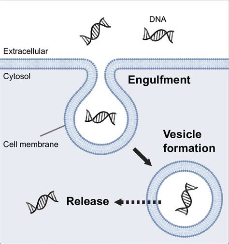 Proposed Model For Dna Uptake By Internal Vesicle Formation In L Forms