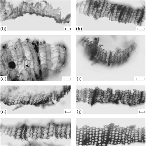 Cell Layers Collected From Tree Trunks In Af June And Gl August