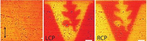 First Circularly Polarized Light Detector On A Silicon Chip