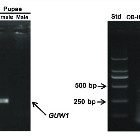 Sex Identification Of Ten Pairs Of Morphologically Pre Sexed H