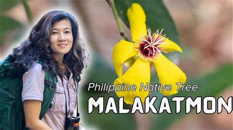 Philippinenativetrees Malakatmon 𝘋𝘪𝘭𝘭𝘦𝘯𝘪𝘢 𝘭𝘶𝘻𝘰𝘯𝘪𝘦𝘯𝘴𝘪𝘴 Youtube