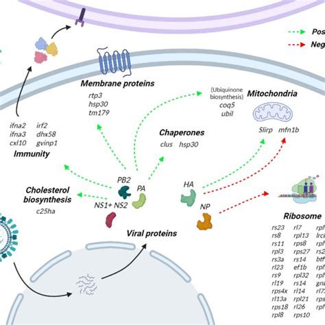 Correlation Between Viral Gene Expression And Host Gene Expression All Download Scientific