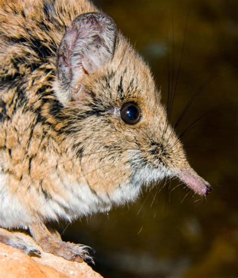 Elephant Shrew African Wildlife Foundation