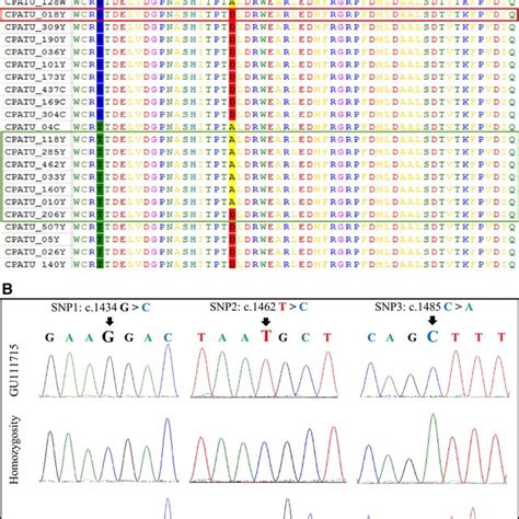 schematic representation of the phytoene synthase 2 gene psy2 of