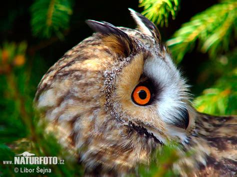 Kalous ušatý | Naturfoto.cz