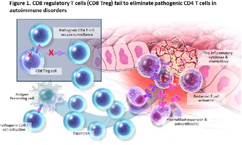 Cd8 Regulatory T Cells Cd8 Treg Fail To Eliminate Pathogenic Cd4 T Download Scientific