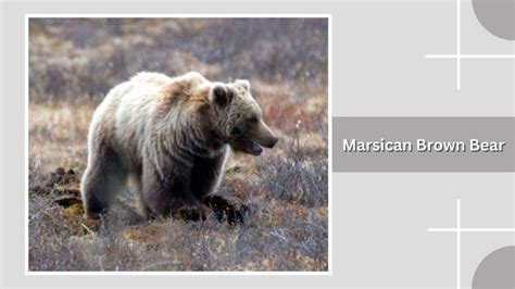 10 Brown Bear Subspecies List And Identification Guide