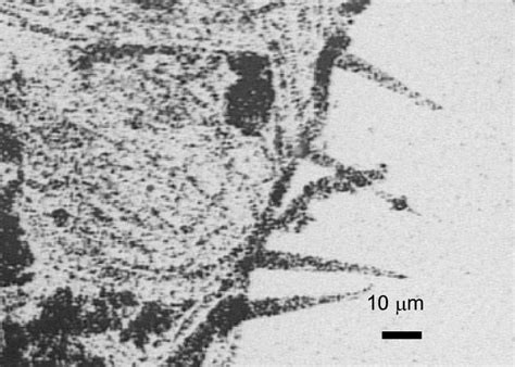 Soft X Ray Image Of Grasshopper Wing At The Wavelength 4 5 Nm