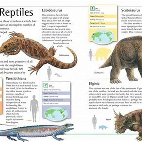 Did Reptiles Live In The Ice Age Diy Seattle