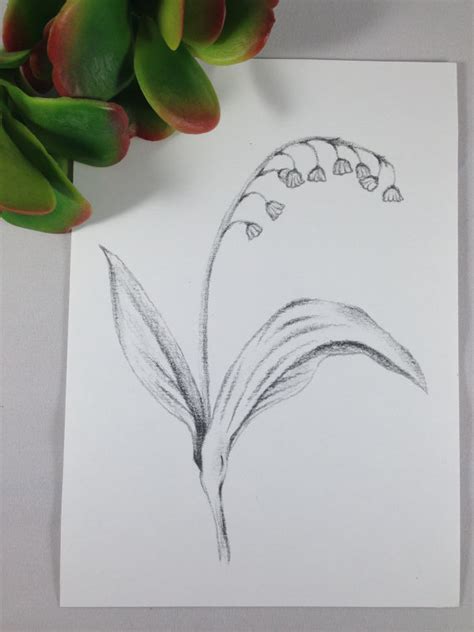 Lily Of The Valley Drawing At Getdrawings Free Download