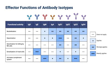 Effector Functions Of Antibody Isotypes Biorender Science Templates