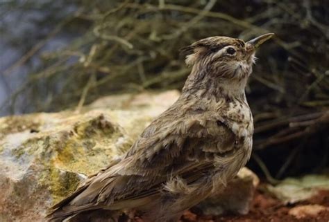 Pássaros Significado Na Espiritualidade E Simbologia Dicionário De Símbolos