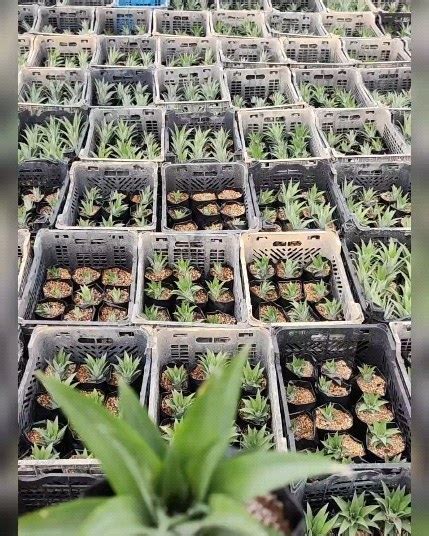 ‎گلخانه سازان رادکشت 🌺🏠‎ ‎تولید میوه و بوته آناناس 🍍 بصورت تجاری و مدرن در گلخانه برای اولین