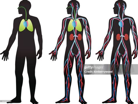 Blood Flow High Res Vector Graphic Getty Images
