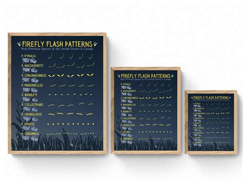3 Sizes Firefly Flash Patterns Of North America Etsy 3 Sizes Firefly Flash Patterns Of North America Etsy