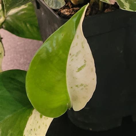 Marble Queen Pothos Perfect Split 🤩 Rhouseplants