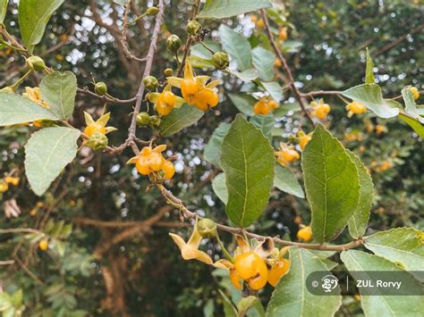 កាលពីកុមារភាព ធ្លាប់ហូបផ្លែឈើប្រភេទនេះទេ