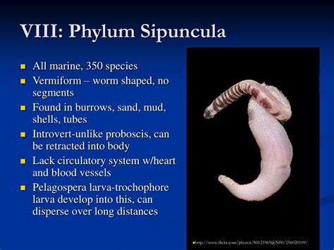 Ppt Invertebrates I Porifera Cnidaria Ctenophora Platyhelminthes