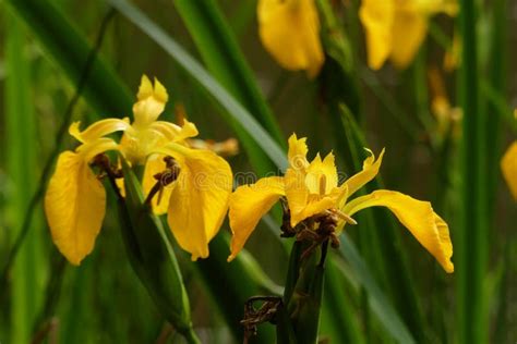 Iris Pseudacorus The Yellow Flag Yellow Iris Or Water Flag Is A Species Of Flowering Plant