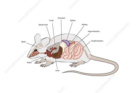 Anatomy Of A Mouse Mouse Anatomy Facebase