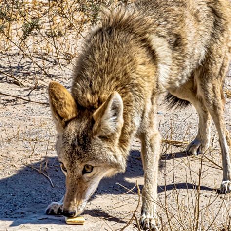 Differences In Urban And Rural Coyote Behavior