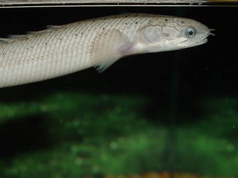 Photo Gallery Freshwater Senegal Bichir Dinosaur Eel