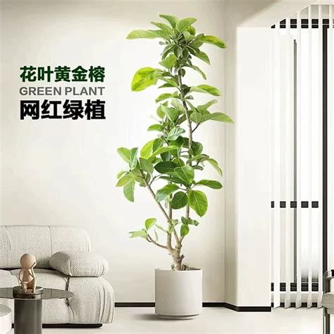 富贵榕黄金榕盆栽客厅摆件绿植大型室内造型观叶植物盆栽花卉 淘宝网 花瓣网