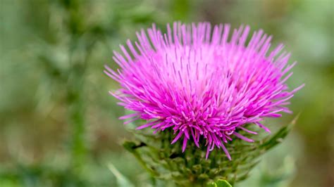 11 Invasive Plants In New Mexico And 22 Natives To Plant Instead