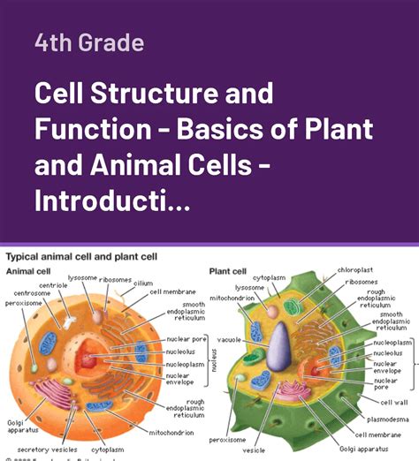 Cell Part Functions True Or False Resources 4th Grade Science