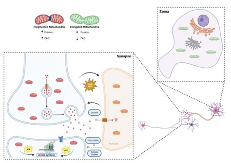 Synaptic Mitochondria And Fatty Acid Metabolism Keys To Brain Health