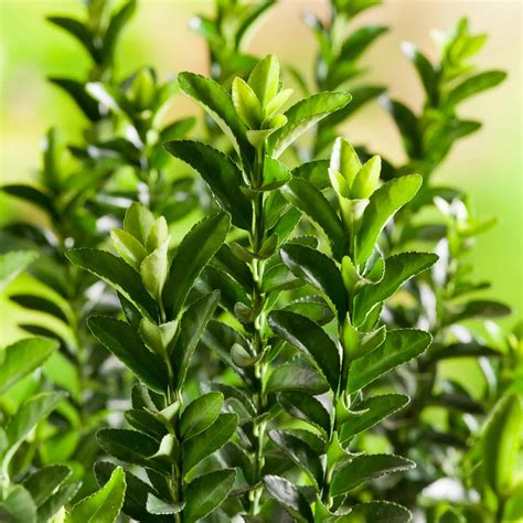 Boxleaf Euonymus Desert Horizon Nursery