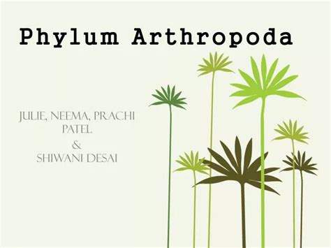 Ppt Phylum Arthropoda Powerpoint Presentation Free Download Id2060404