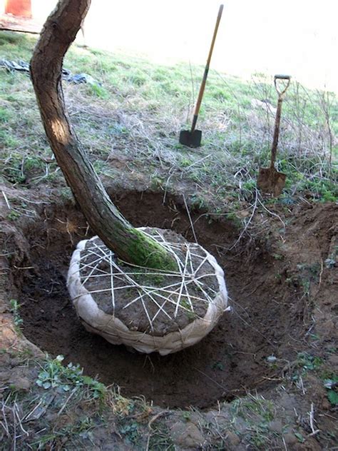 Rootballing Workshop With Jake Hobson Niwaki