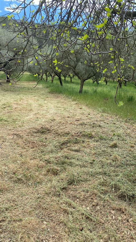 Domaine De Cugis On Linkedin Domainedecugis Domainedecugis Bestoliveoilintheworld