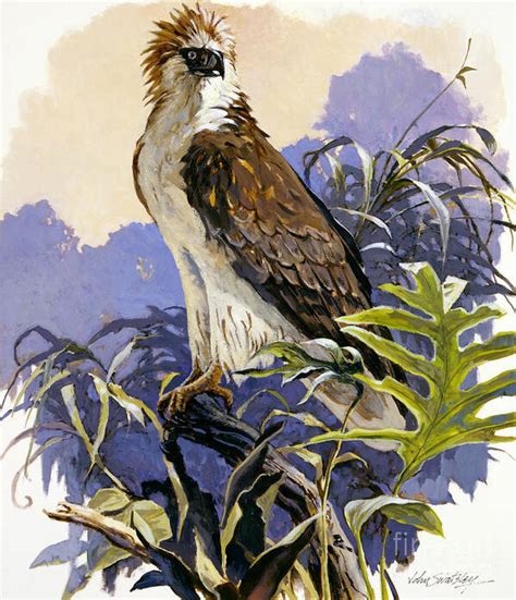 Philippine Eagle Drawing