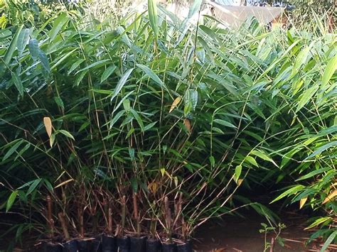 Donasco Giant Bamboo Nursery