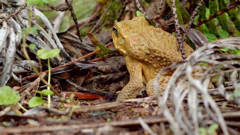 Cane Toad Resting Stock Video Clip K014 6037 Science Photo Library