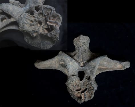 Allosaurus Vertebrae Replica Dinosaurs Rock Superstore Fossil