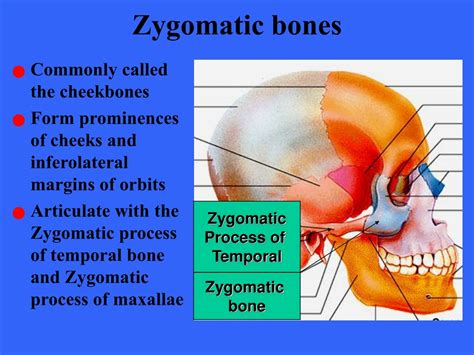 Ppt Comprehensive Guide To Human Skull Anatomy Powerpoint