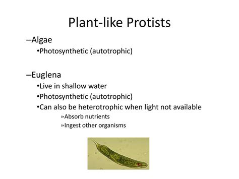Ppt Classificationtaxonomy Powerpoint Presentation Free Download
