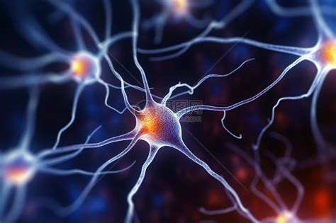 大脑神经系统图片素材 正版创意图片600241702 摄图网