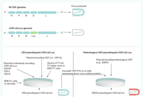 Schematic Of Generation Of A Pseudotyped Virus With A Vesicular Vsv Download Scientific Diagram