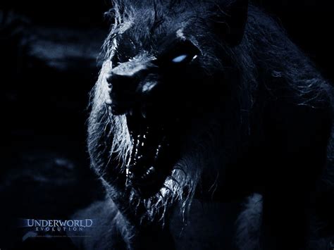 Underworld Werewolf Wallpapers Wallpaper Cave