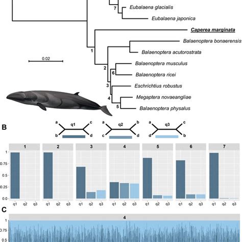 Consensus Network Of Baleen Whale Evolution Based On Whole Genome