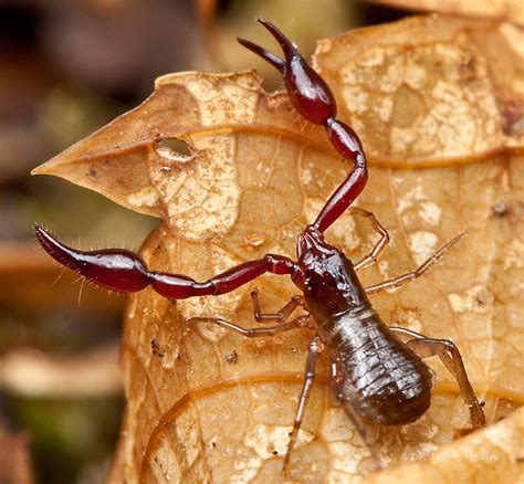 The Secret Lives Of Pseudoscorpions National Museum Publications