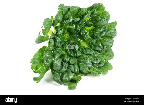 Chinese Flat Cabbage Brassica Chinensis Or Tah Tsai Lettuce Stock