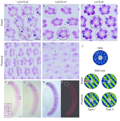 Localization Of Opsin Mrnas By Double Label In Situ Hybridization