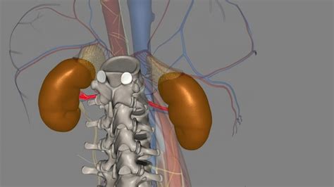 Premium Photo The Renal Plexus Is A Complex Network Of Nerves Formed